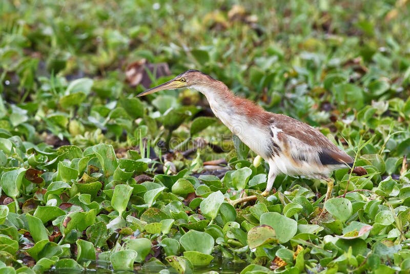 Yellow Bittern stock photo. Image of shores, bittern - 11642512
