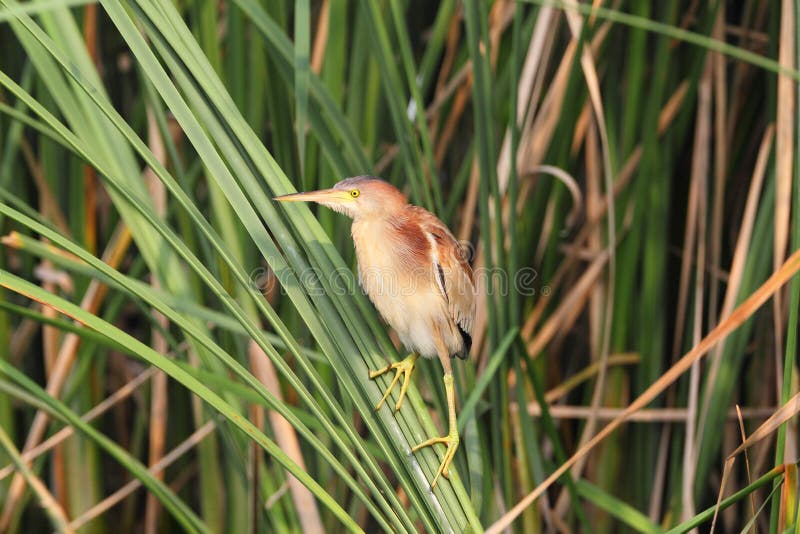 Yellow Bittern stock image. Image of plant, bird, birds - 20609059