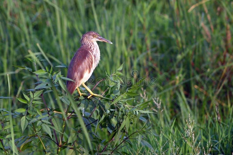 Yellow bittern stock photo. Image of bittern, wait, birs - 21035928