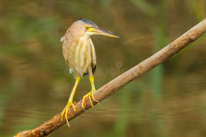 Yellow Bittern stock photo. Image of avian, female, bittern - 38428912