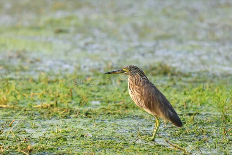 Yellow Bittern Bird in Green Marsh Lands in Rural India Stock Image ...