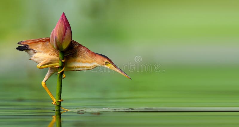 Yellow Bittern stock image. Image of long, yellow, habitat - 190175705