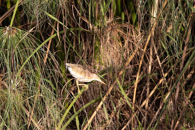 Yellow Bittern, Ixobrychus Sinensis, in Reed Stock Image - Image of ...