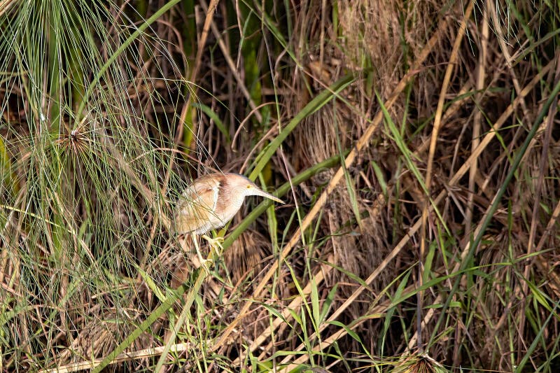 Yellow Bittern, Ixobrychus Sinensis, in Reed Stock Image - Image of ...
