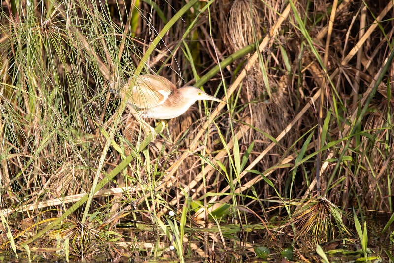 Yellow Bittern, Ixobrychus Sinensis, in Reed Stock Image - Image of ...