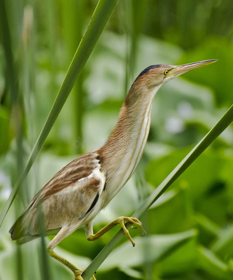 A yellow bittern stock image. Image of pond, beak, asian - 128144581