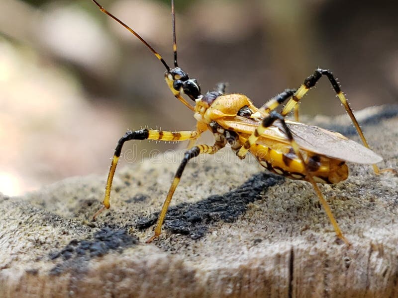 Yellow and Black Assassin Bug on Rough Bark Stock Photo - Image of ...
