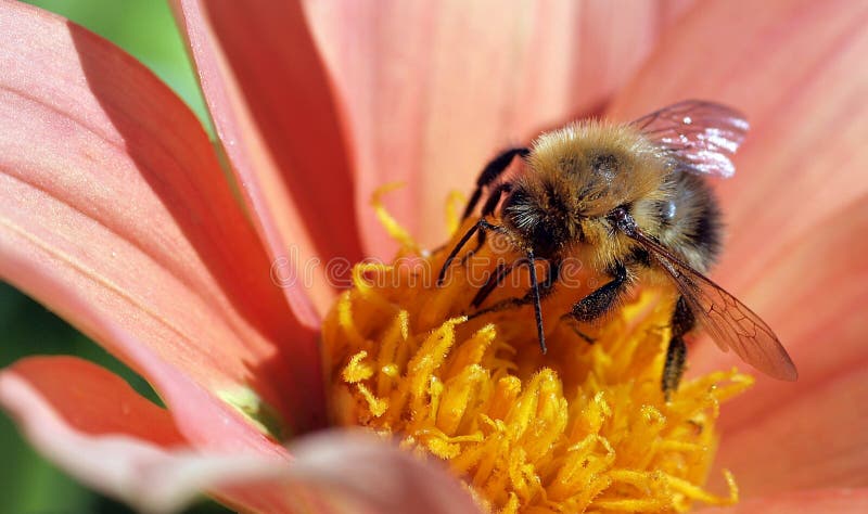 Yellow And Black Bee Picture. Image: 84933592