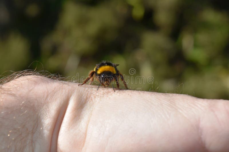 Yellow and Black Bee Up Close and Personal Stock Photo - Image of ...
