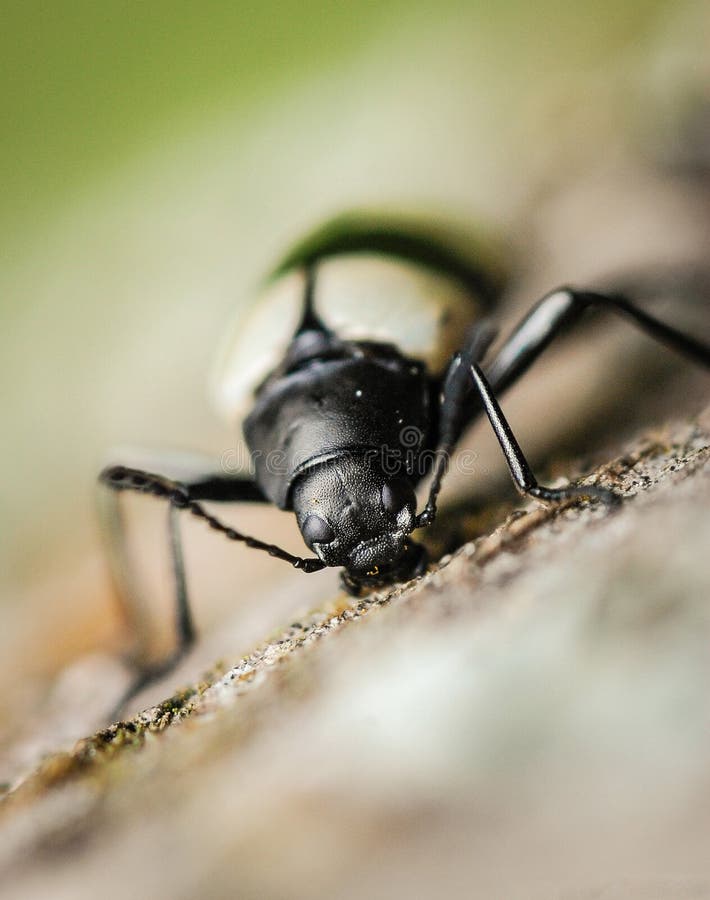 Bug Diging Stock Photos - Free & Royalty-Free Stock Photos from Dreamstime