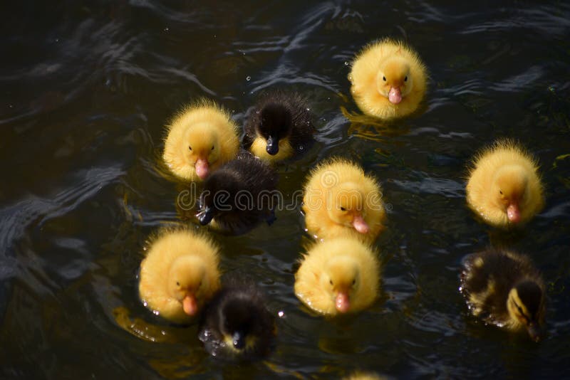 Yellow, Yellow and Black and Blacking Ducklings Having a Swim Stock ...