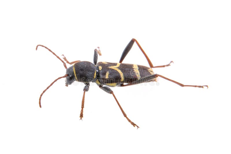 Yellow Black Bug on a White Background Stock Image - Image of fauna ...