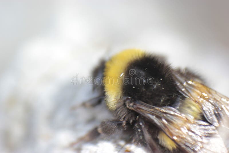Close Up Photo of a Yellow and Black Bumblebee Stock Image - Image of ...