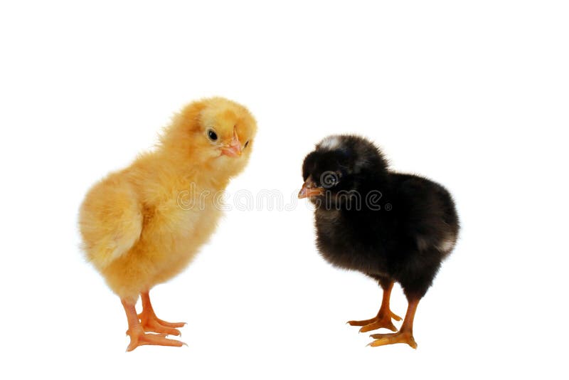 Yellow and Black Chicks stock photo. Image of bird, chick - 2319798