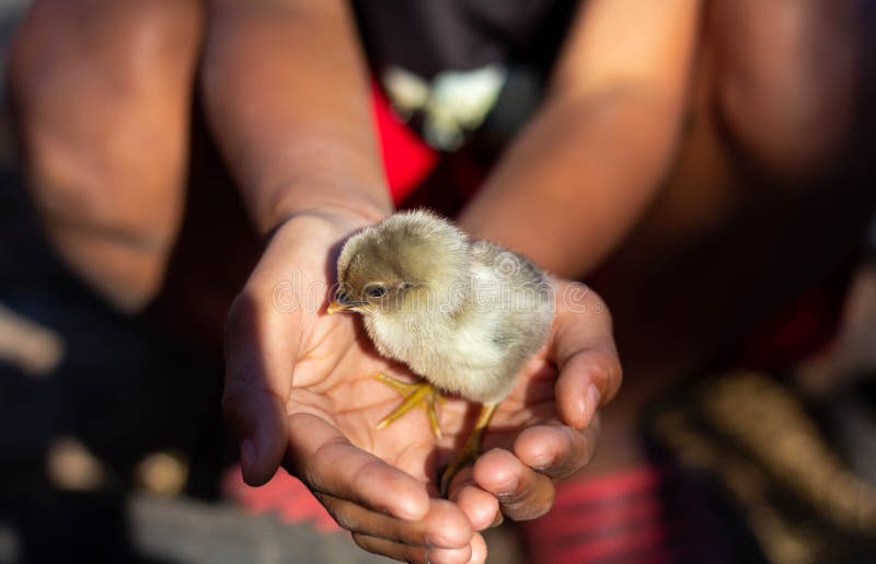 Yellow and Black Chicks in Hand. Stock Image - Image of agricultural ...