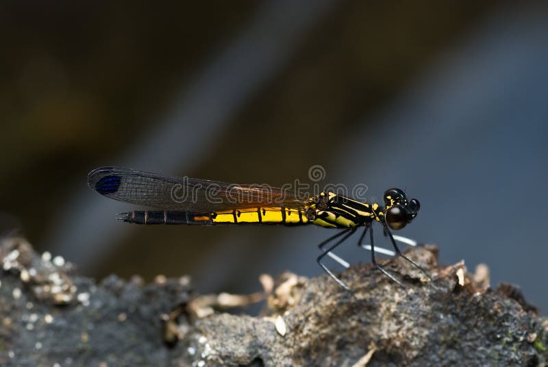 A Yellow and Black Damselfly Stock Photo - Image of black, water: 7094388