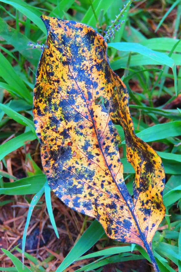 Yellow and Black Fall Leaf in Grass Stock Image - Image of color, leaf ...