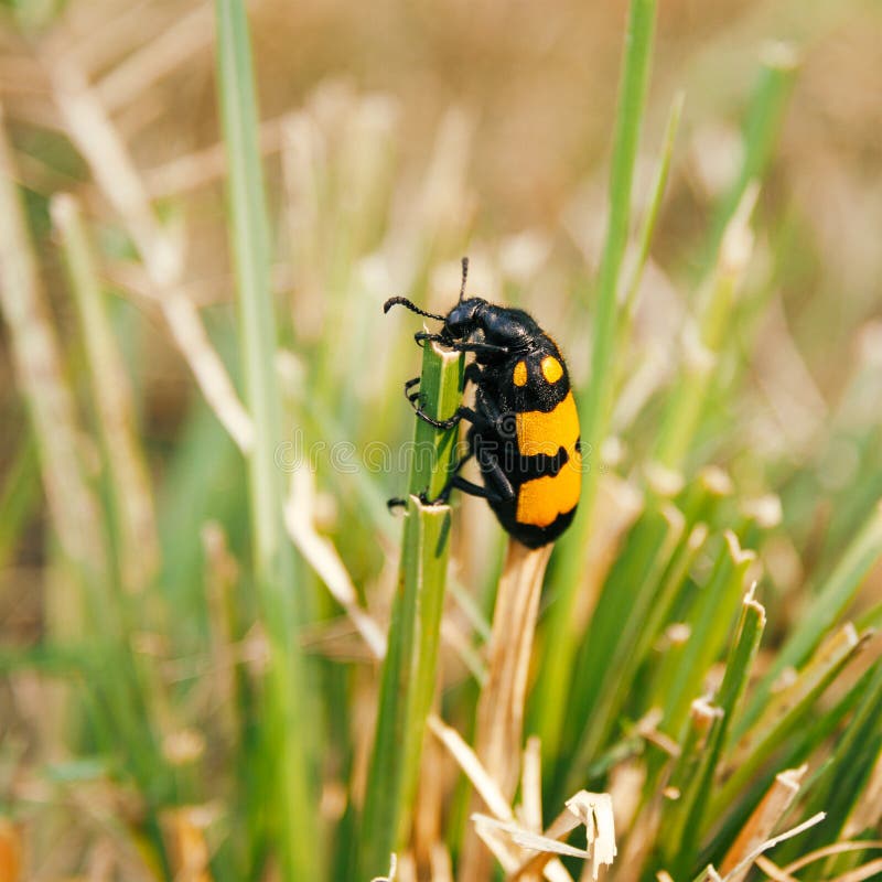 Yellow black grass insect stock image. Image of black - 49370377