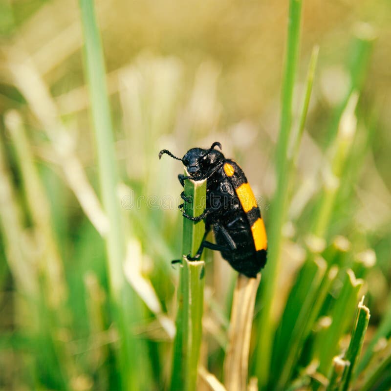 Yellow black grass insect stock image. Image of black - 49370377