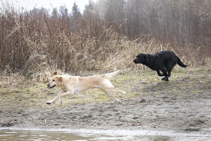 Yellow and Black Labs Run To the Water Stock Photo - Image of beautiful ...