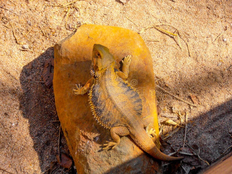 Yellow and Black Lizard Baking on Rock in the Sun Stock Photo - Image ...