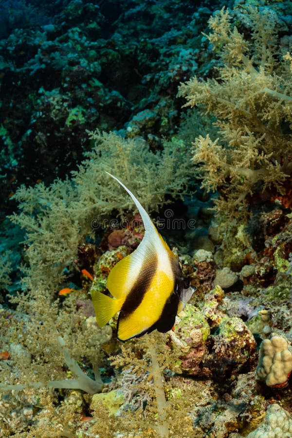 Yellow Black Longfin Bannerfish Fish Stock Photo - Image of biology ...