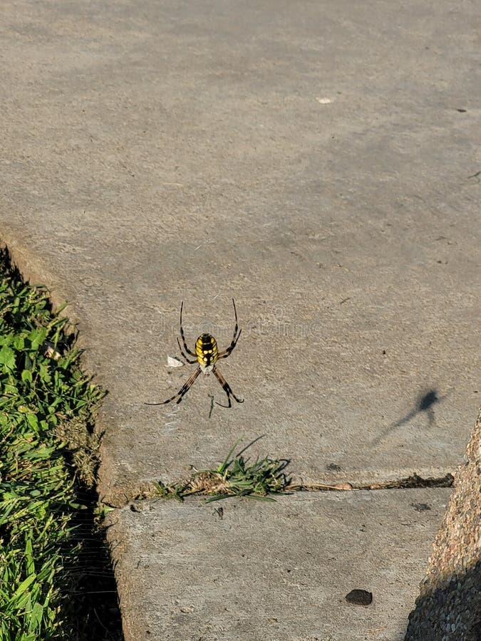 Yellow and Black Orb Weaver Spider in His Web with His Shadow Stock ...