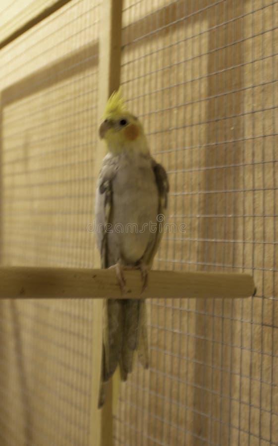 Yellow and Black Parrots Corella is Sitting on a Swing in the Cage ...