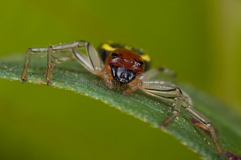 Yellow Black and Red Crab Spider Stock Image - Image of garden, abdomen ...