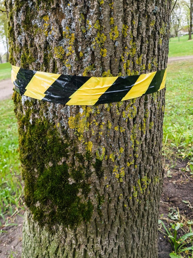 Yellow and Black Ribbon Wrapped Around a Growing Tree Trunk Stock Image ...