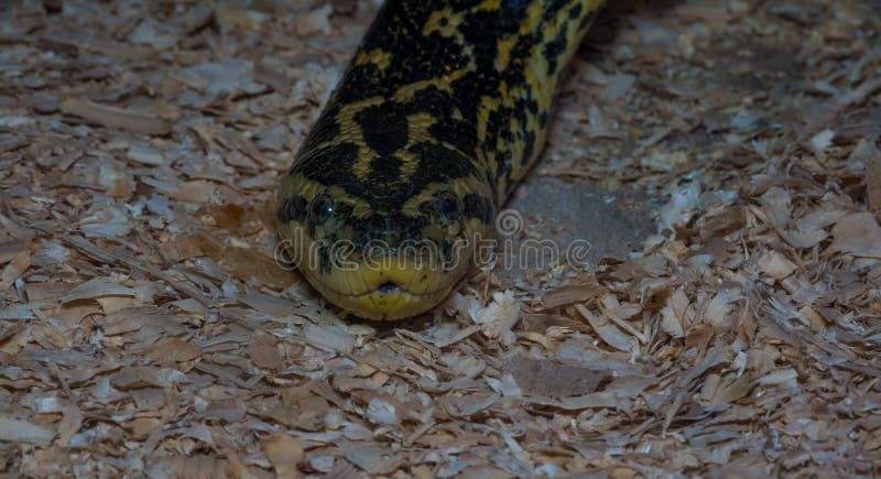 Yellow-black Snake Creeping on the Ground Stock Image - Image of brown ...