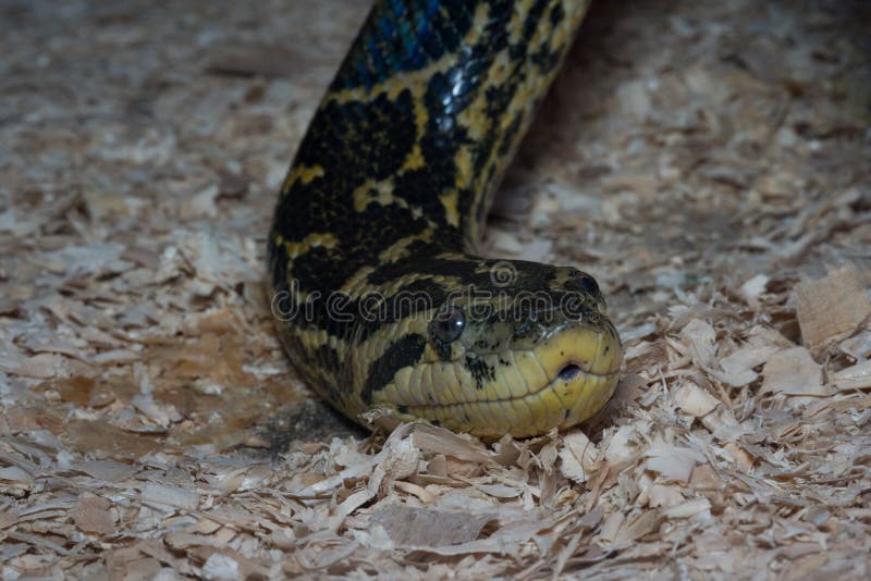 Yellow-black Snake Creeping on the Ground Stock Image - Image of creep ...
