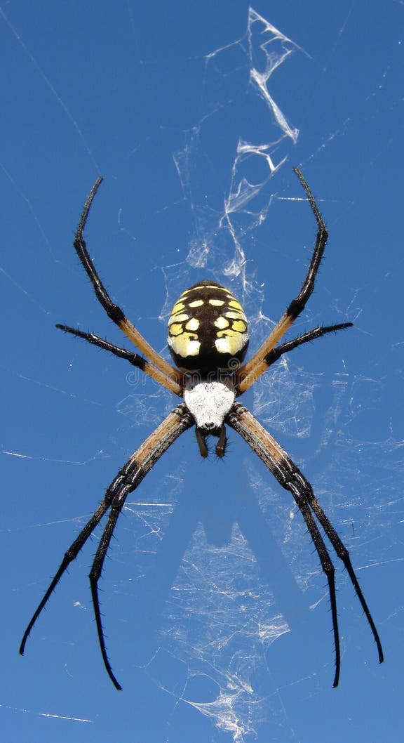 Spider Web Team Building Activity Stock Photos - Free & Royalty-Free ...