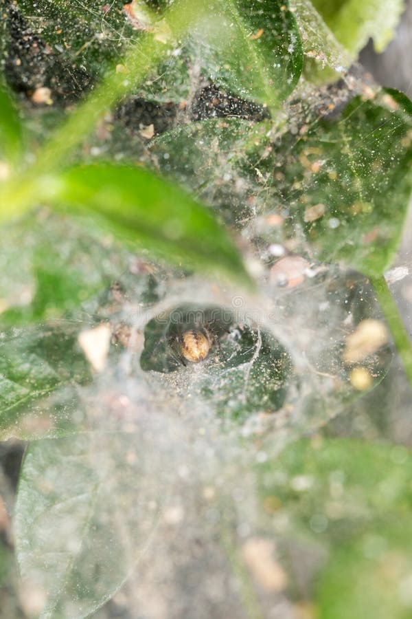 Yellow and Black Spider on a Web Inside a Green Bush Stock Image ... Yellow and Black Spider on a Web Inside a Green Bush Stock Image ...