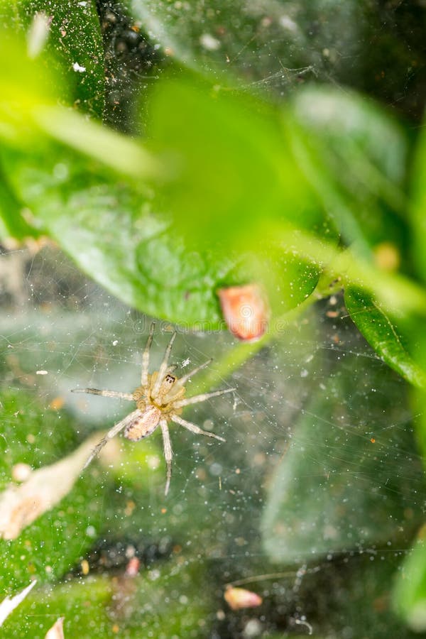 Yellow and Black Spider on a Web Inside a Green Bush Stock Image ... Yellow and Black Spider on a Web Inside a Green Bush Stock Image ...