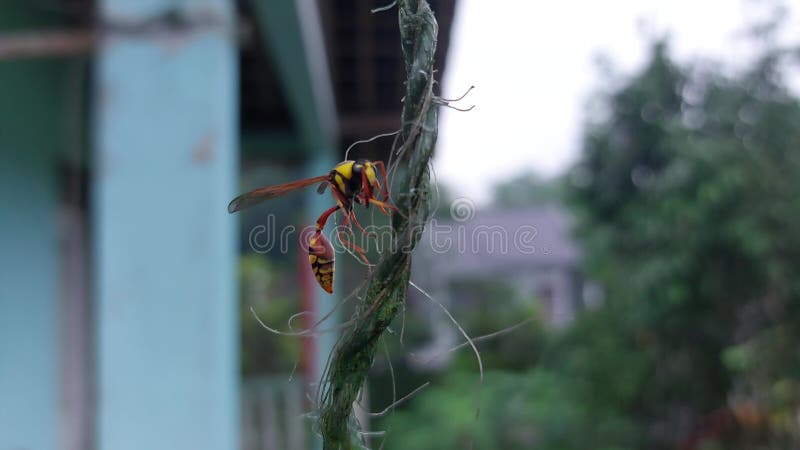 A Yellow and Black Wasp Perched on a Clothesline in the Morning Stock ...