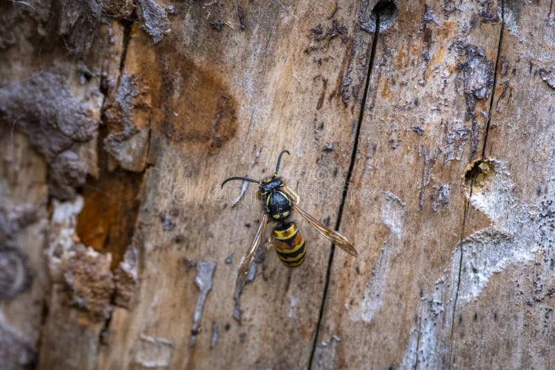 Black Wasp. stock photo. Image of head, paper, hornet - 51318418