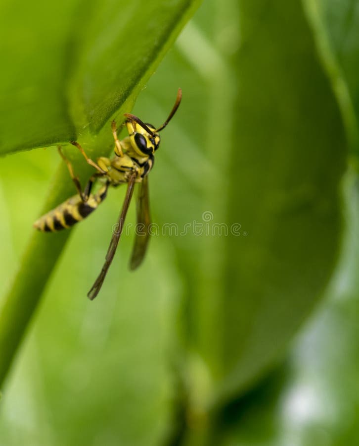 Yellow and Black Wasp Wandering on a Leaf Stock Photo - Image of head ...