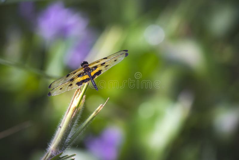 Yellow Black Winged Dragon Fly Stock Image - Image of closeup, plant ...