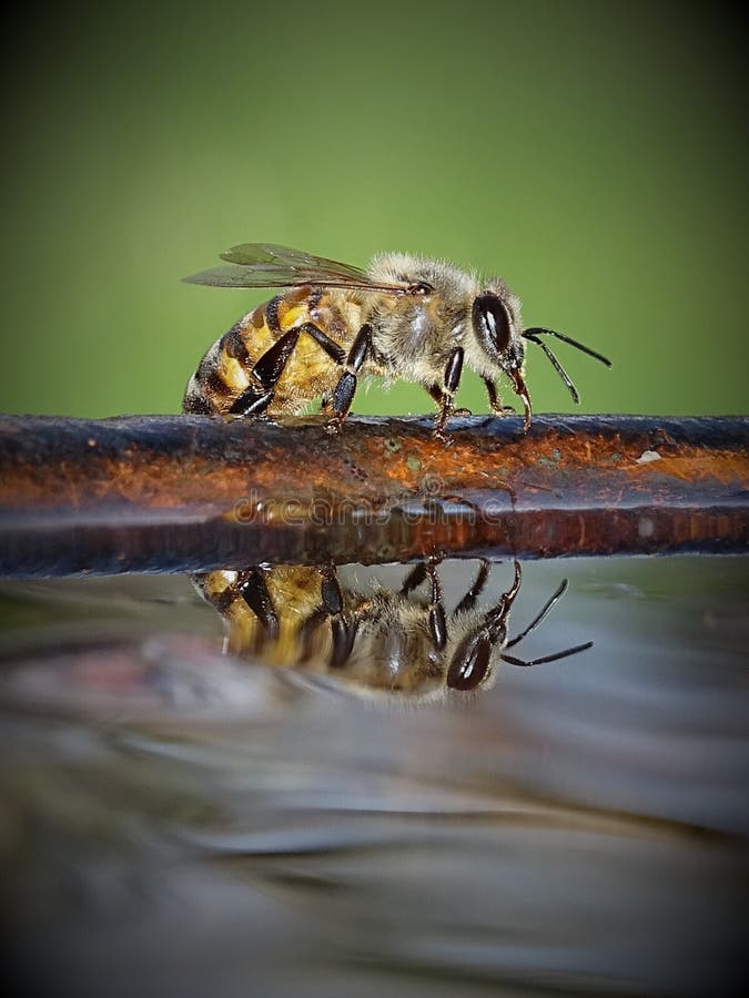 Drinking Worker Bee and Reflection Stock Image - Image of insect ...