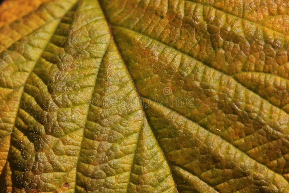 Yellow Blackberry Leaf stock image. Image of selective - 46641489