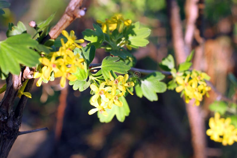 Blackcurrant Flowers in Bloom Stock Photo - Image of herbal, petal ...