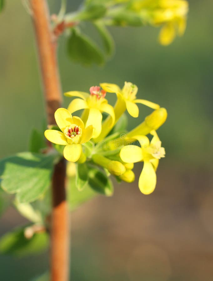 Blackcurrant Flowers in Bloom Stock Photo - Image of herbal, petal ...