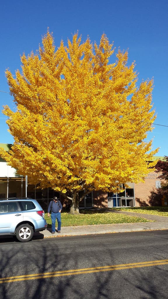 Yellow Blaze editorial stock image. Image of idaho, yellow - 51879924