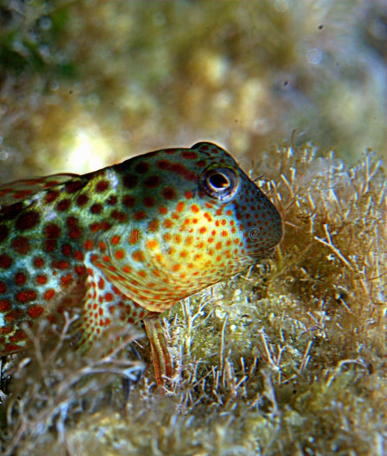 Yellow blenny stock photo. Image of flower, hypselodoris - 123629880