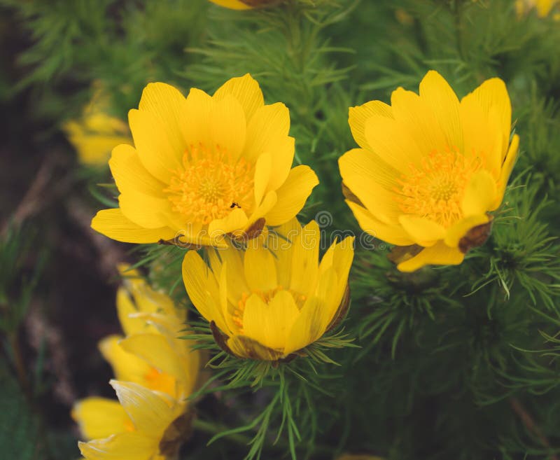 Yellow bloom of spring stock photo. Image of leaf, plant - 219998876