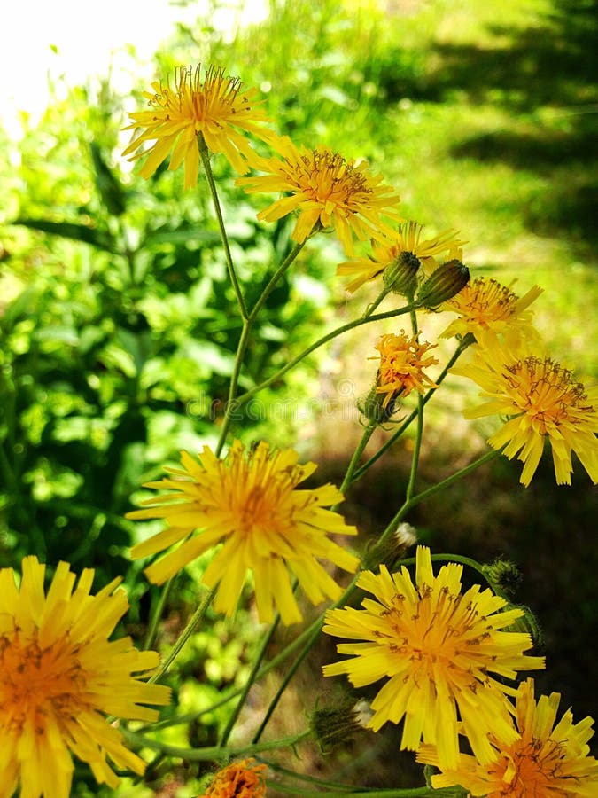 Yellow bloom stock image. Image of yellow, bloom, summer - 43497273