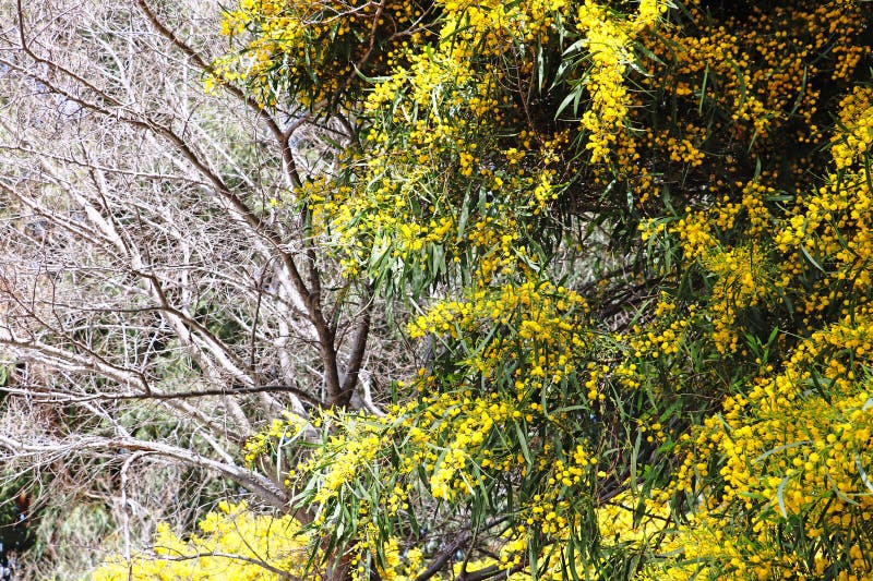 255 Saligna Spring Blooming Stock Photos - Free & Royalty-Free Stock ...