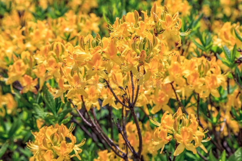 Yellow Blooming Azalea Flower Bush. Sunny View at Spring Stock Photo ...