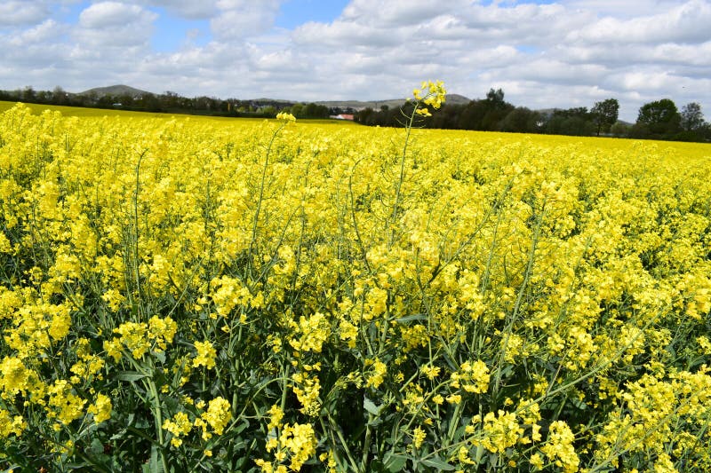 Bright Blooming Yellow Fields Under Light Clouds Stock Image - Image of ...